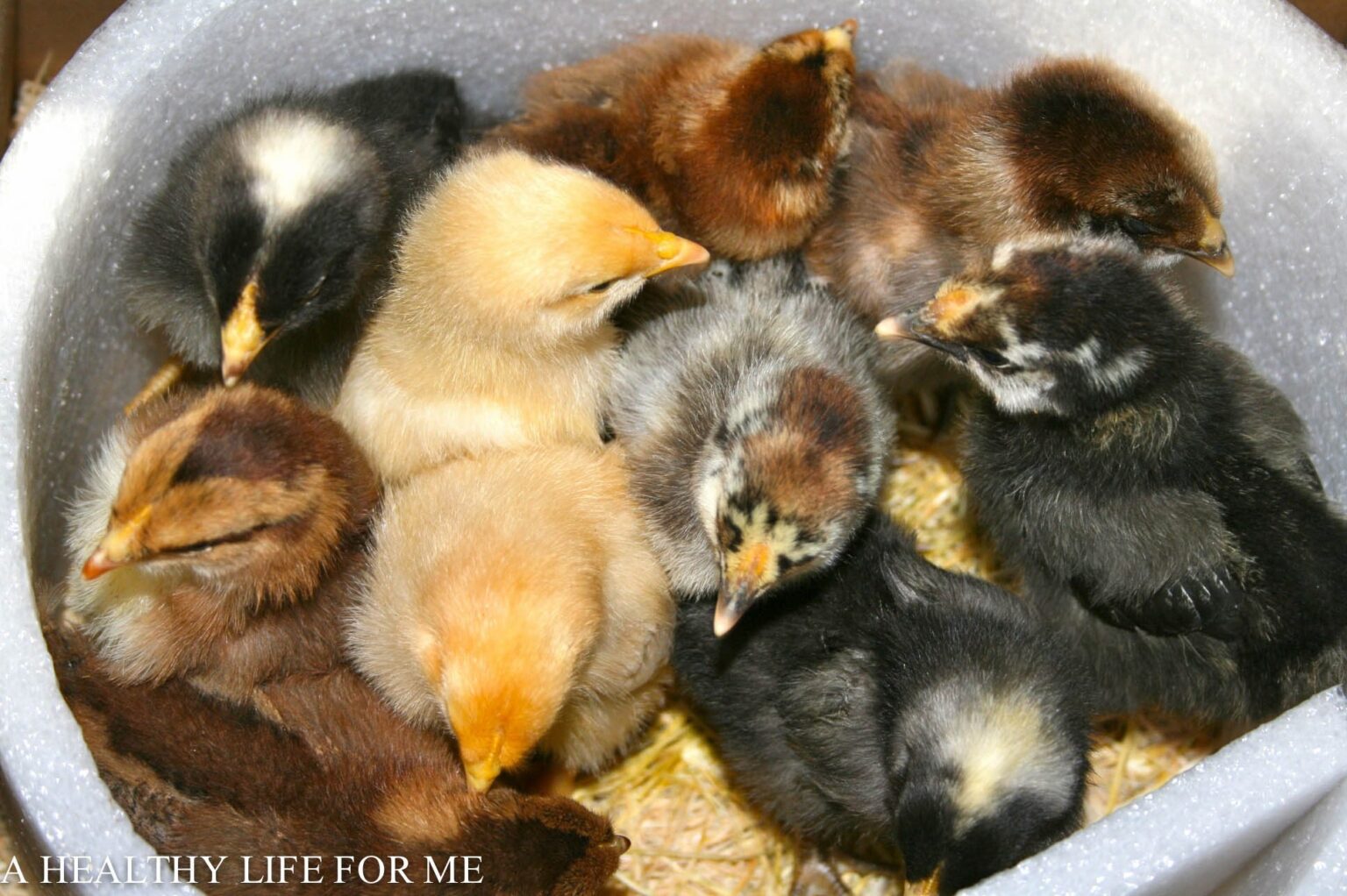 » A Healthy Life For Me