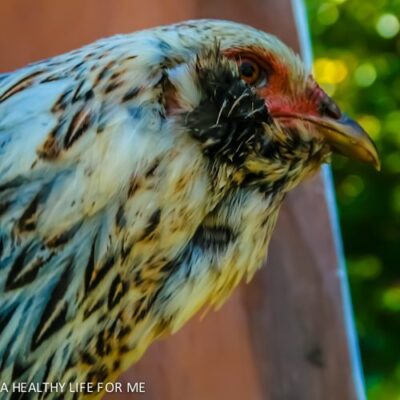 Sounds and Actions of a Rooster » A Healthy Life For Me