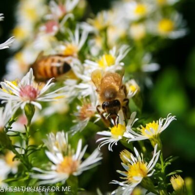 December Gardening To Do List » A Healthy Life For Me