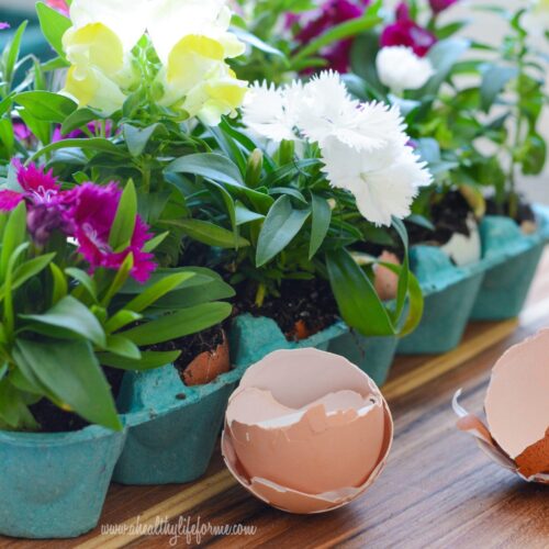 egg shell planters » A Healthy Life For Me