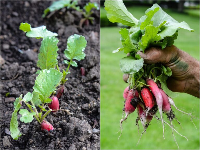 Orange and Radish Salad » A Healthy Life For Me